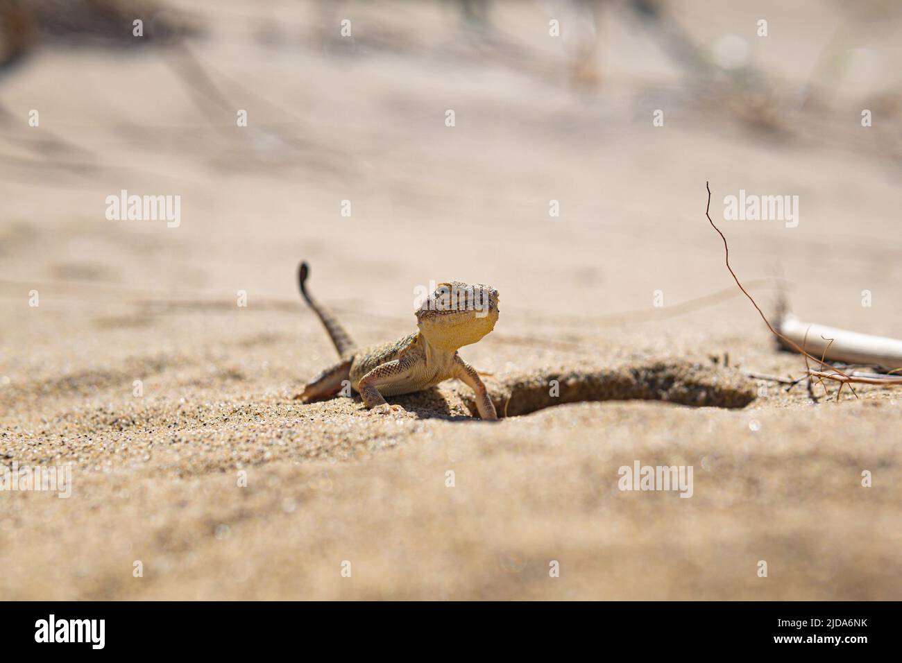 portrait of desert lizard secret toadhead agama near its burrow Stock ...