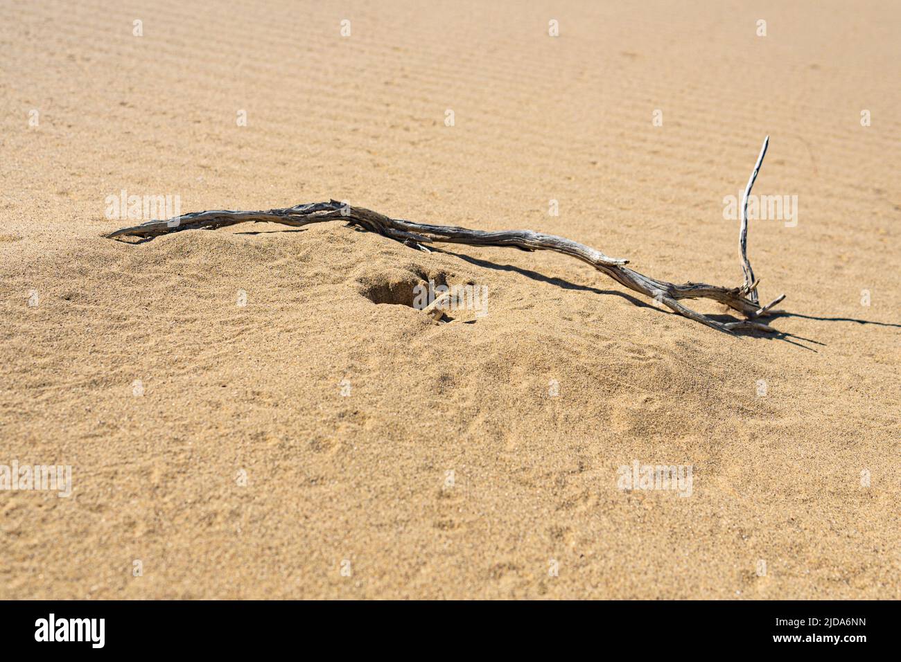 toadhead agama lizard in its burrow in the sand of the desert Stock ...