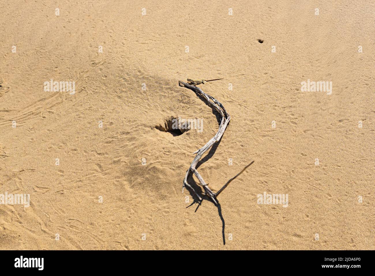 toadhead agama lizard near its burrow in the sand of the desert Stock ...