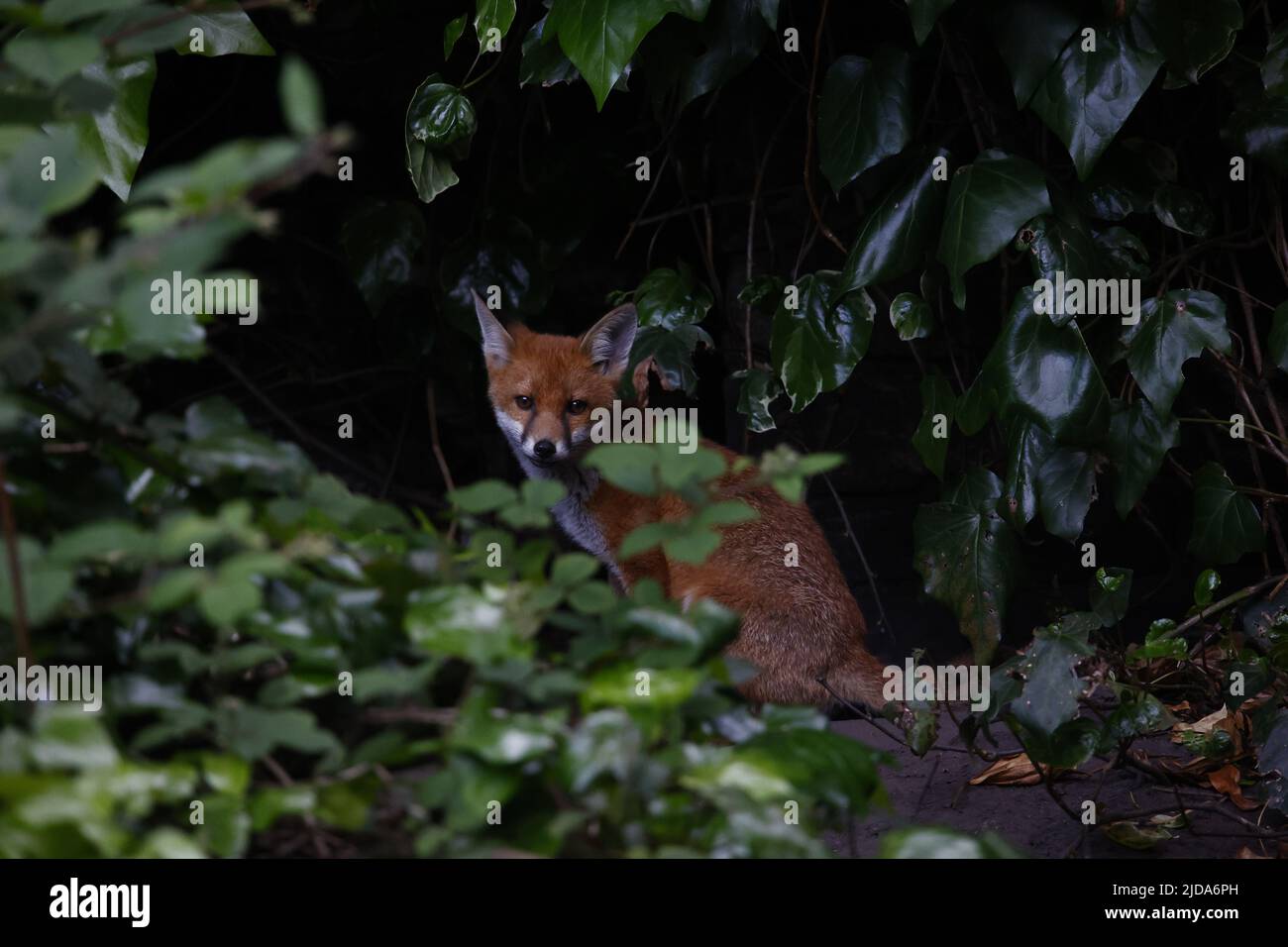 Urban fox cubs exploring near their den Stock Photo - Alamy