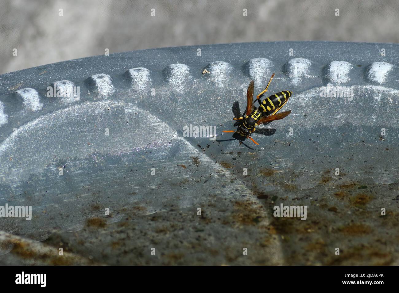 close up of a water drinking wasp Stock Photo - Alamy