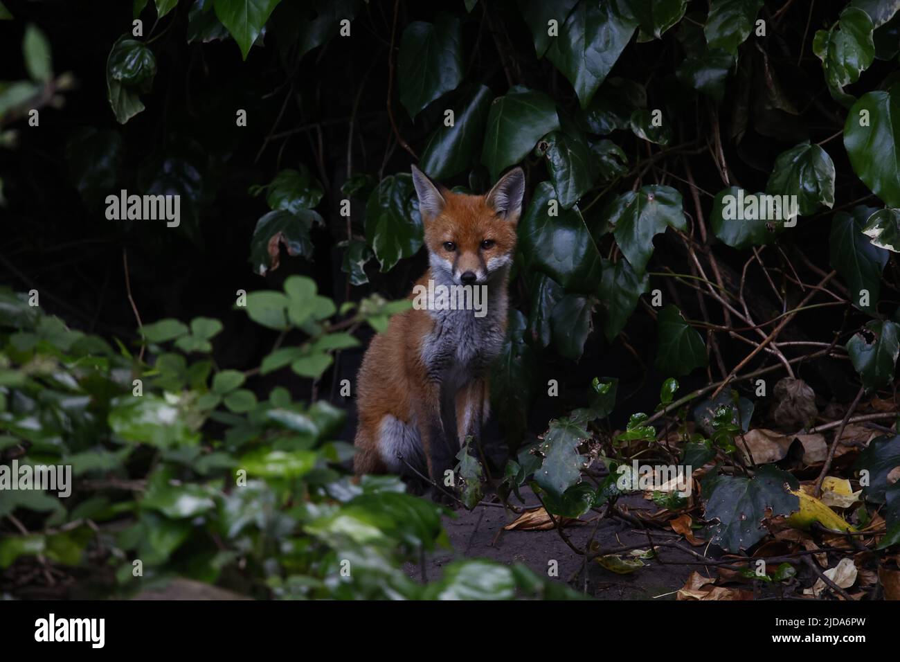 Urban fox cubs exploring near their den Stock Photo - Alamy