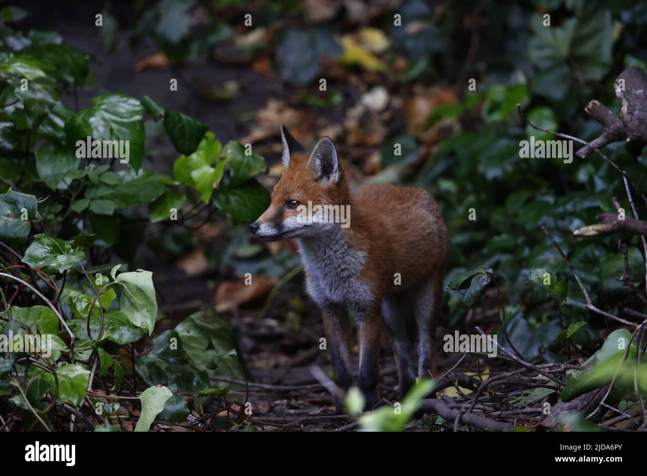Urban fox cubs exploring near their den Stock Photo - Alamy
