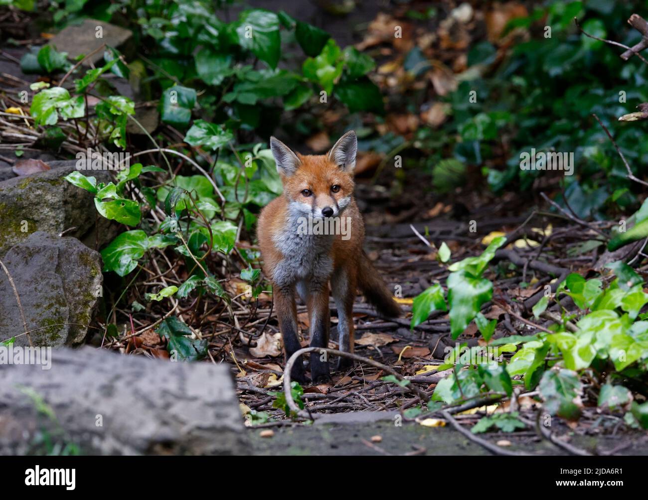Urban fox cubs exploring near their den Stock Photo - Alamy
