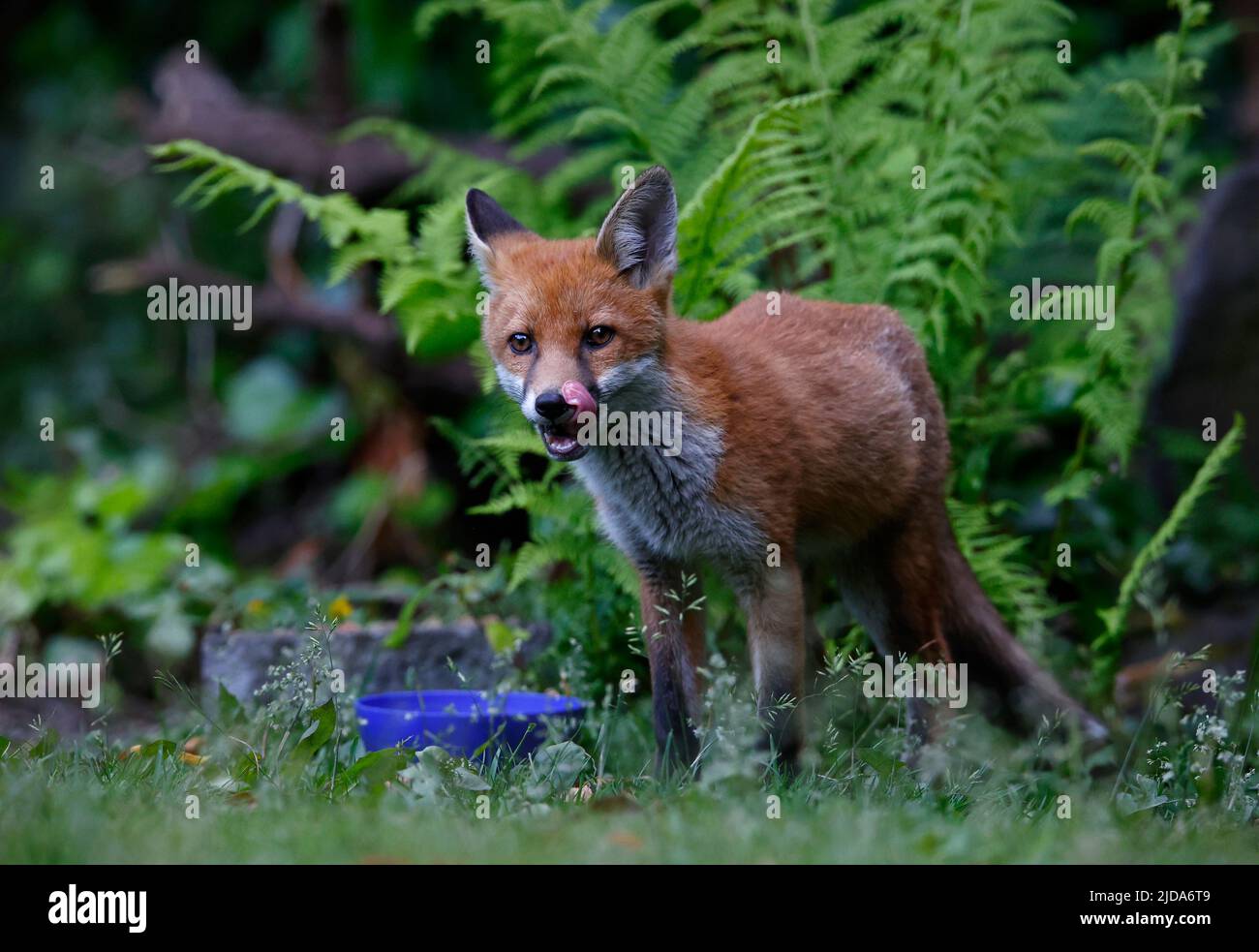 Urban fox cubs exploring near their den Stock Photo - Alamy