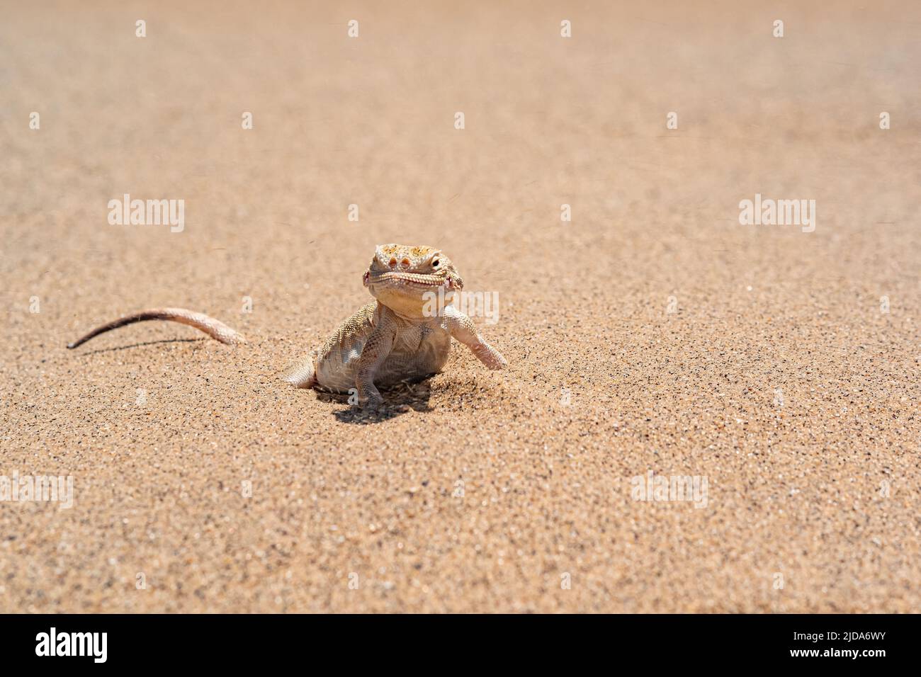 desert lizard toadhead agama half burrowing in the sand, close-up Stock ...