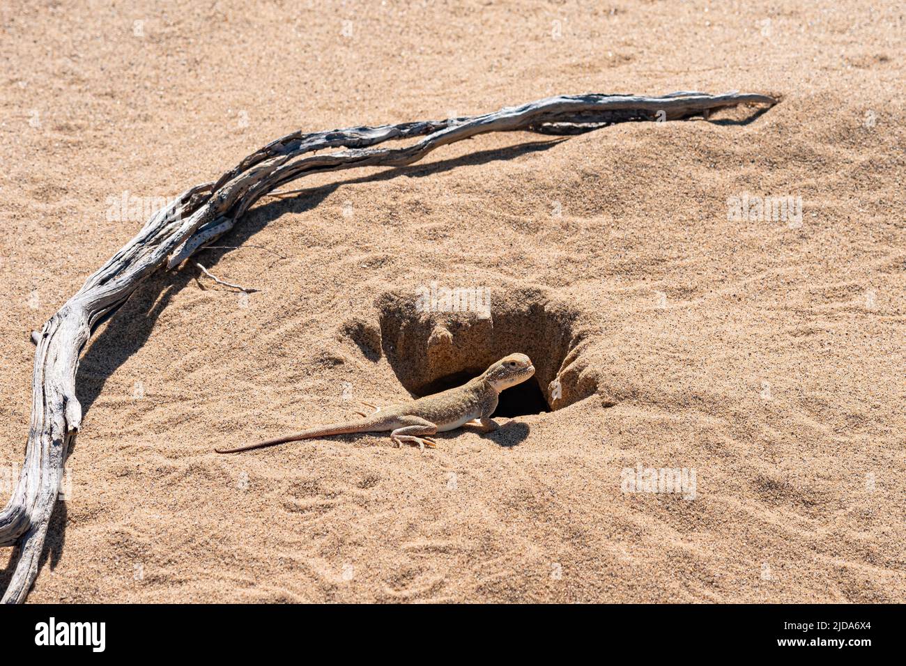 Desert lizard shelter hi-res stock photography and images - Alamy