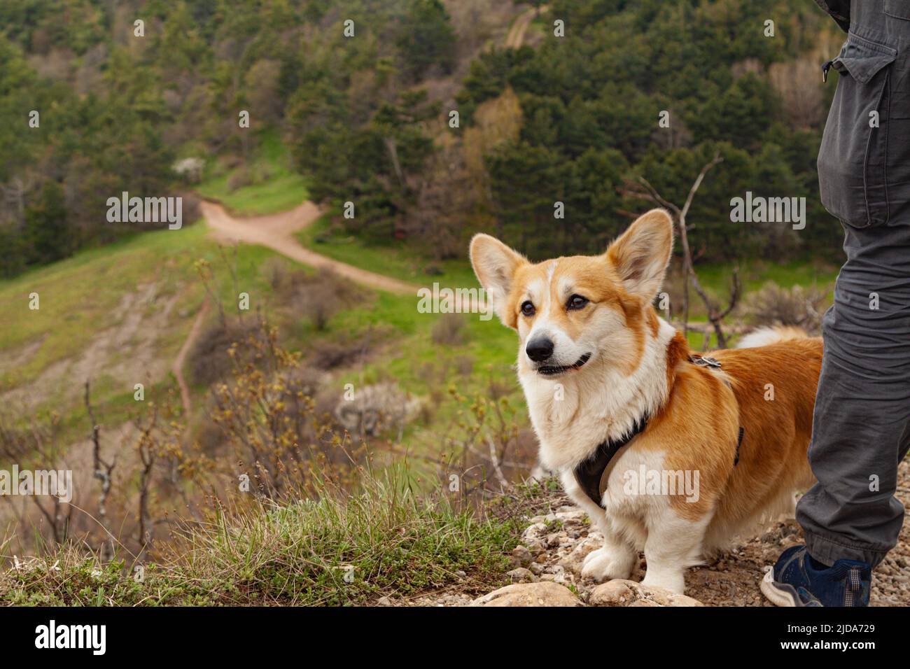Corgi trail hi-res stock photography and images - Alamy