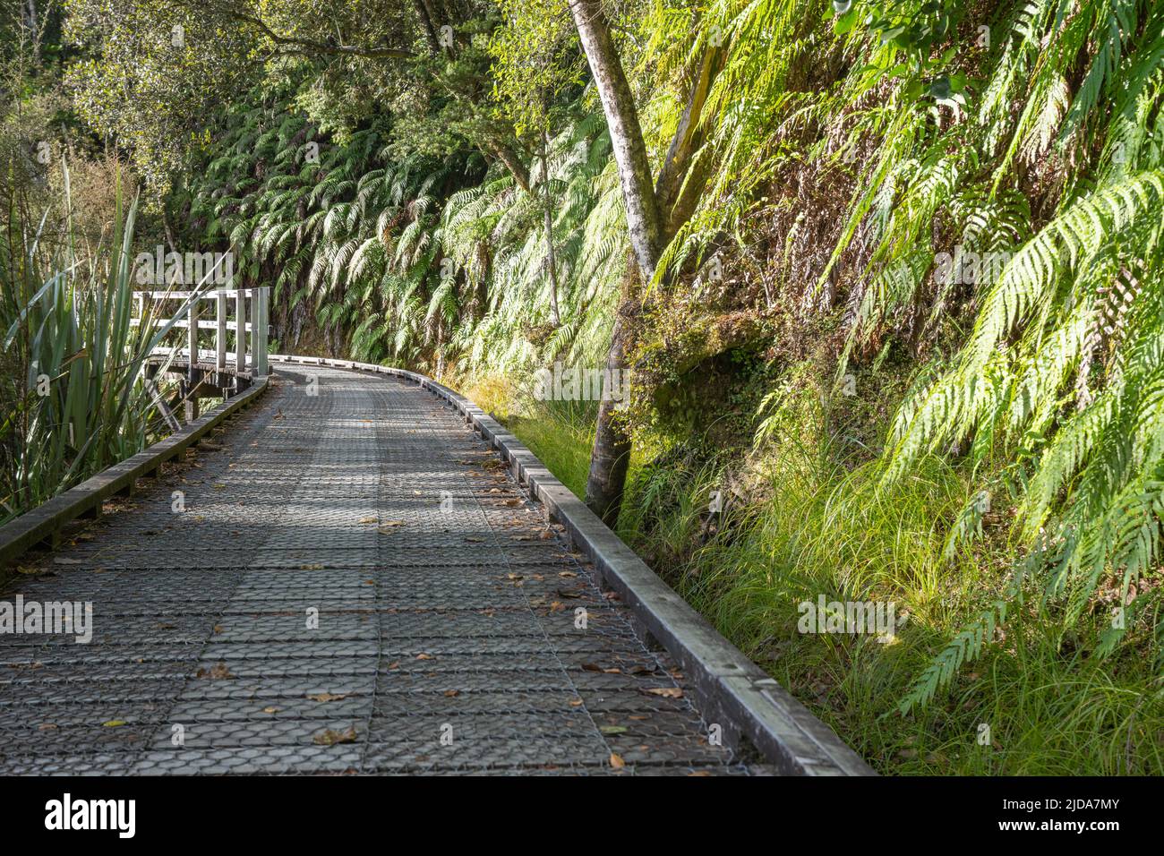 Wooden walkway leading through New Zealand bush around Lake Matheson ...