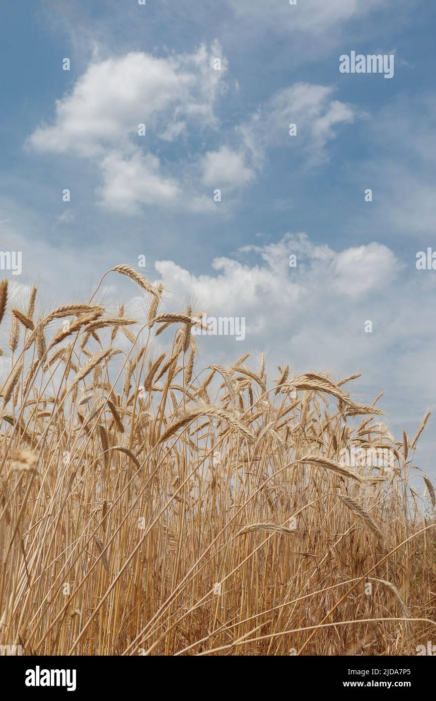 Iconic wheat field view with blue sky and clouds in the background ...
