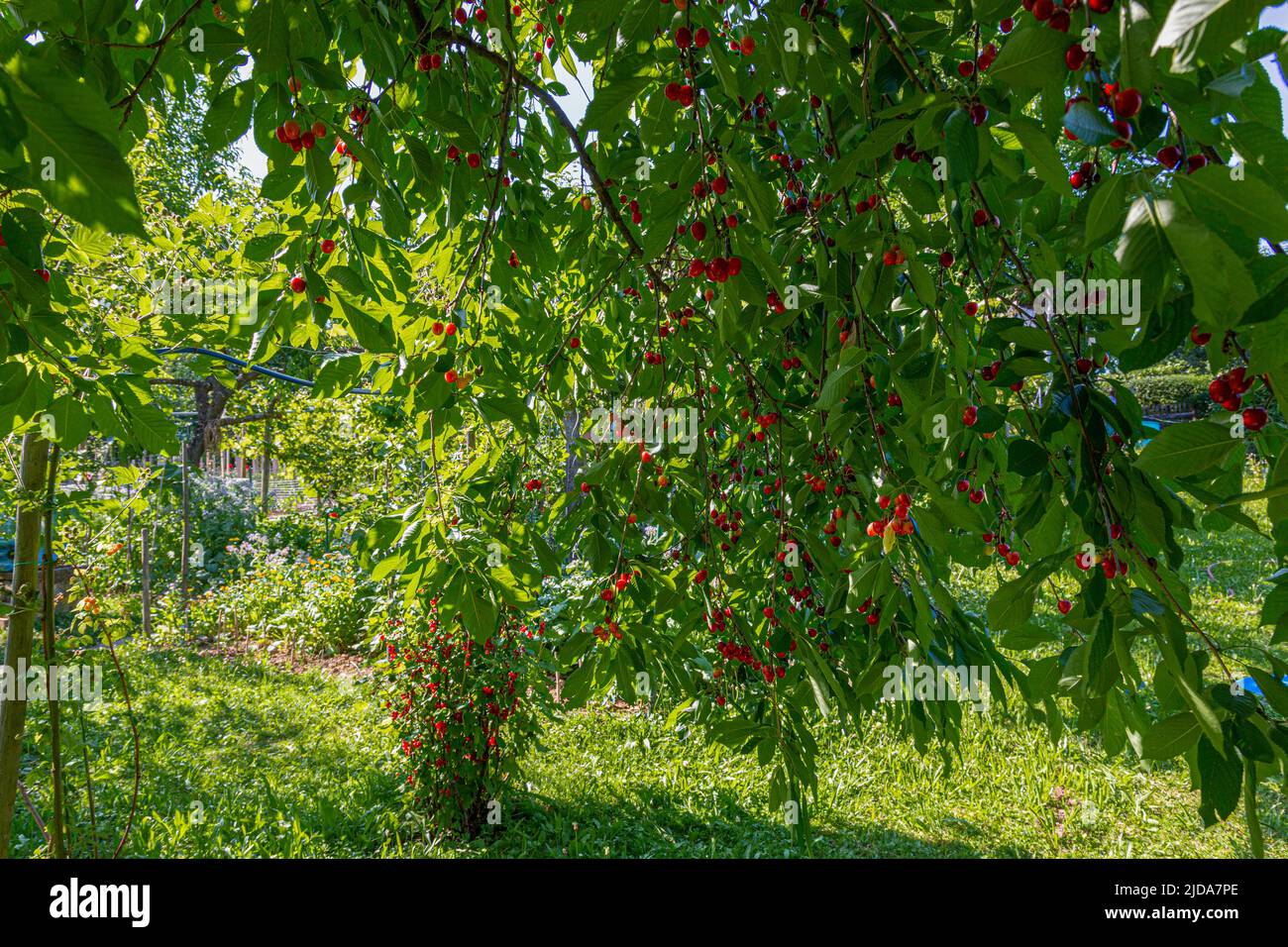 Hanging cherries hi-res stock photography and images - Alamy