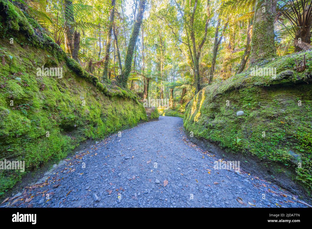 Walking track between high moss-clad banks leading to forest at Lake ...