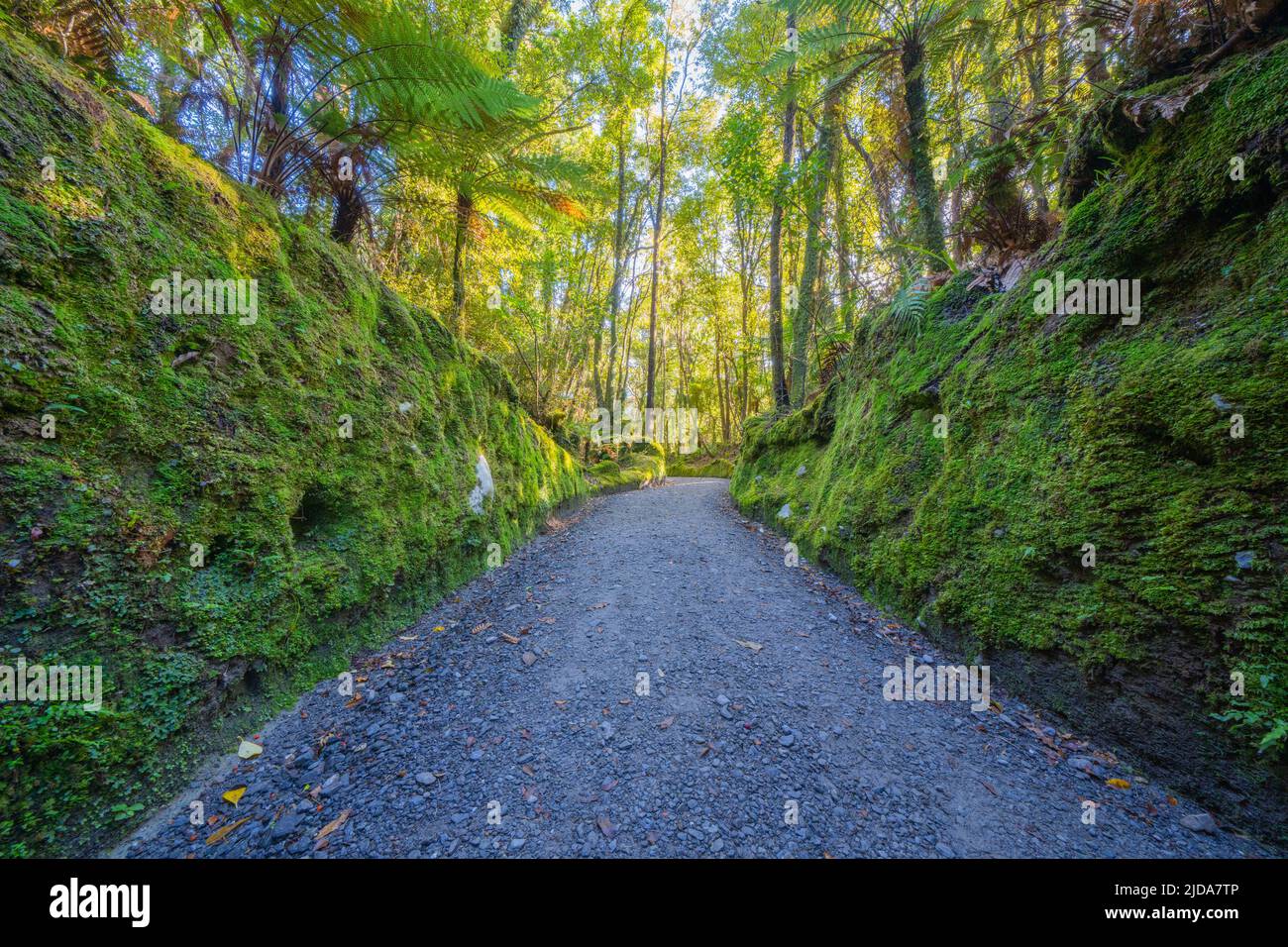 Walking track between high moss-clad banks leading to forest at Lake ...