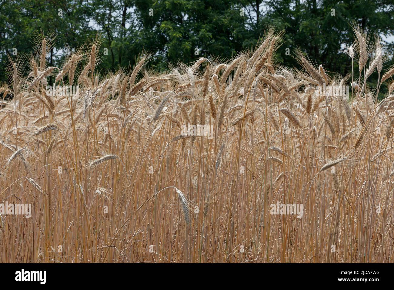 Iconic wheat field view with blue sky and clouds in the background ...