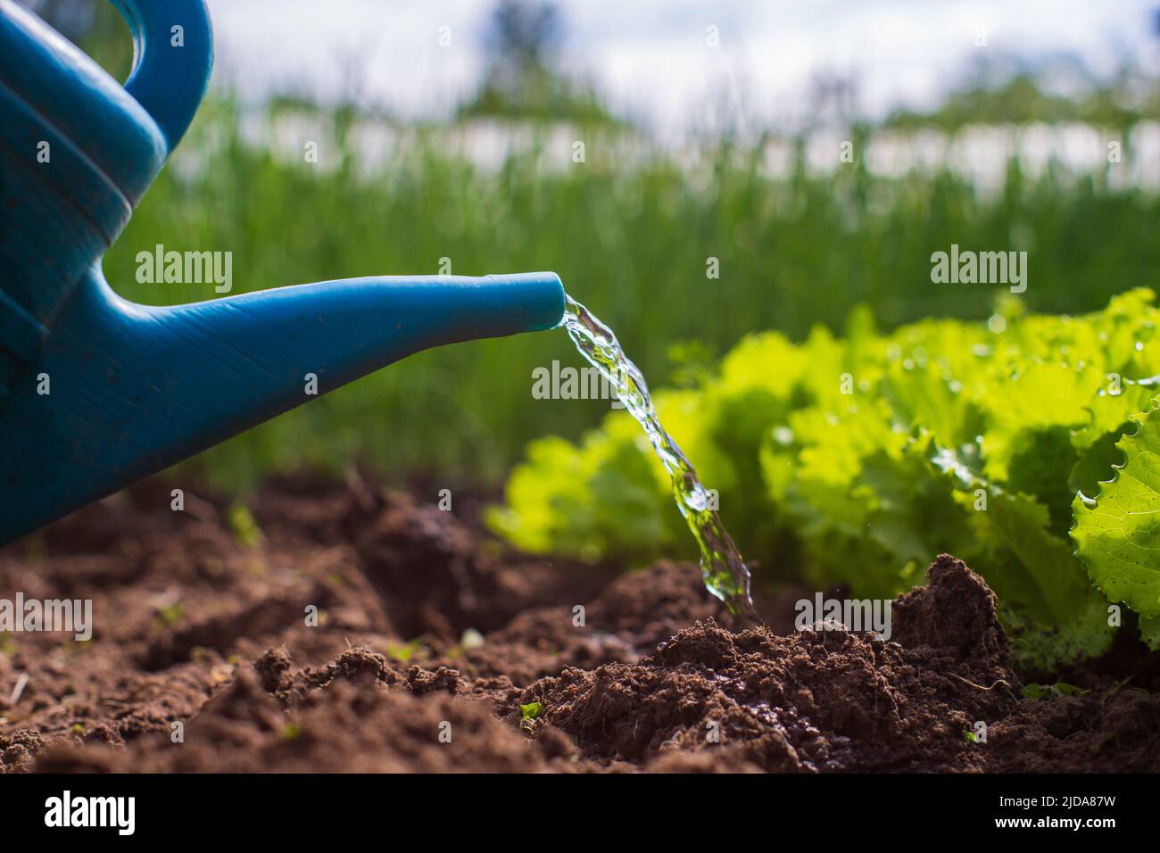 Watering vegetable plants on a plantation in the summer heat with a ...