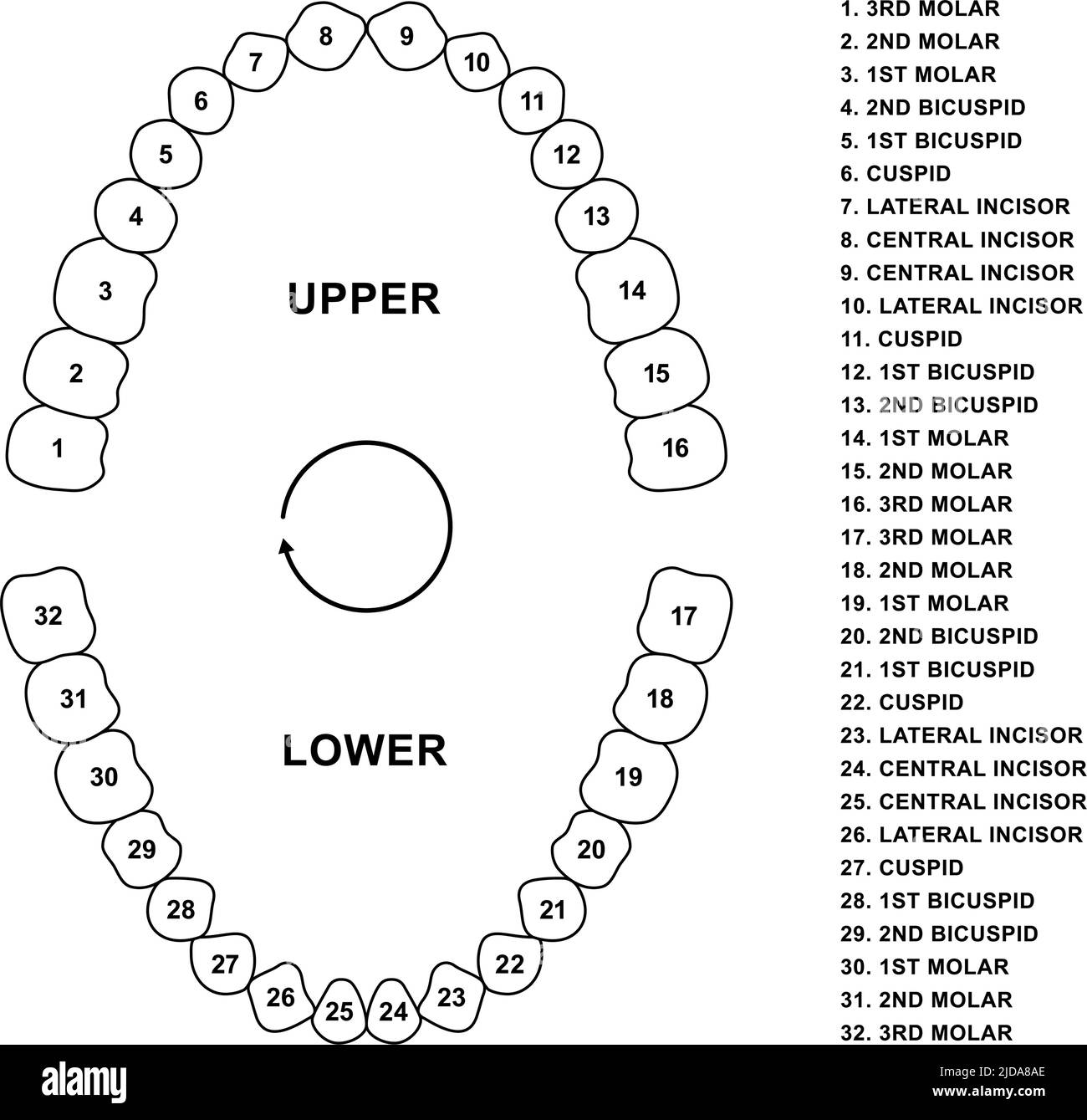 Adult human jaws anatomy with descriptions. Adult human teeth dentition ...
