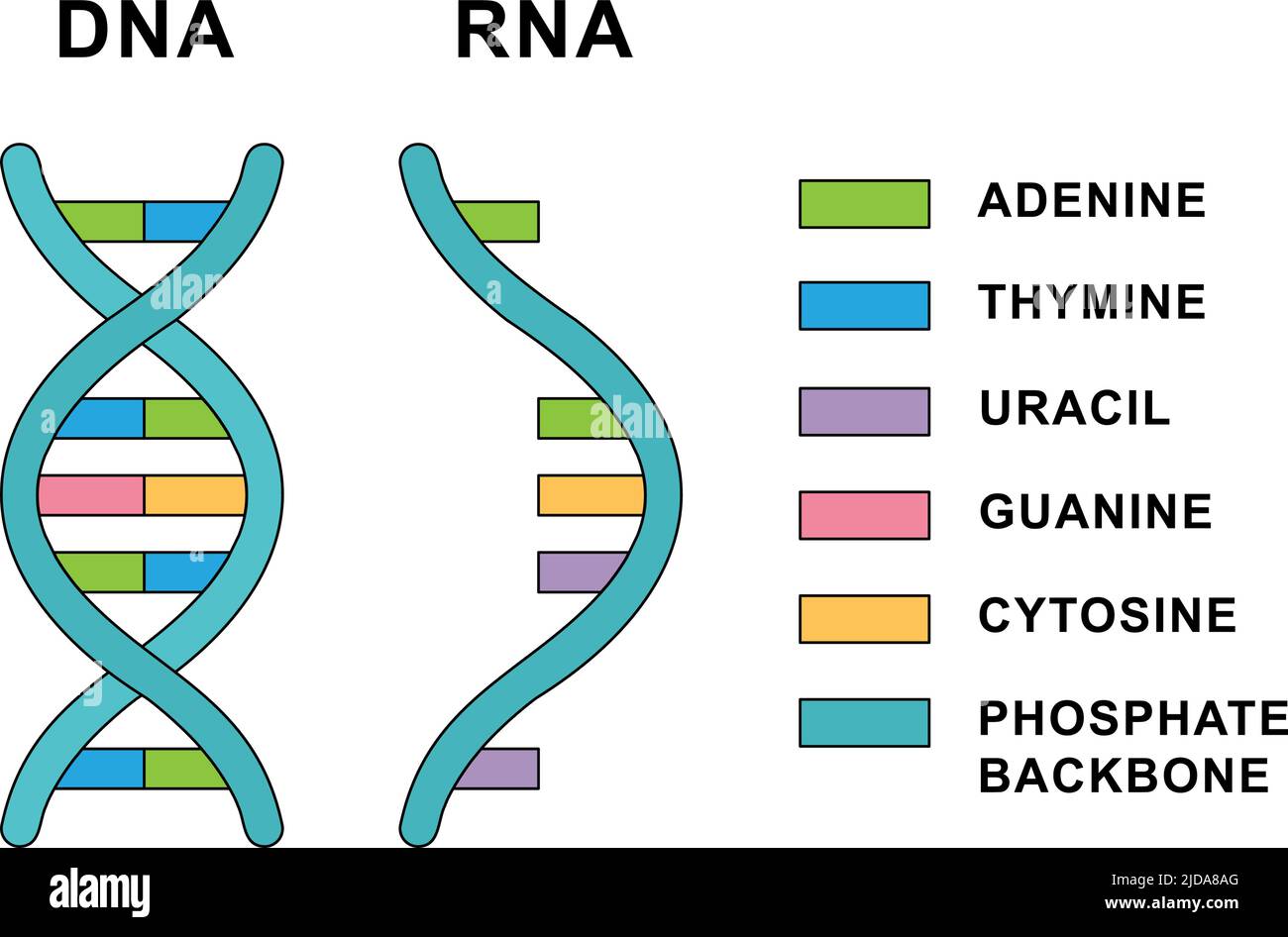 Structure of Ribonucleic acid and Deoxyribonucleic acid molecules. DNA ...