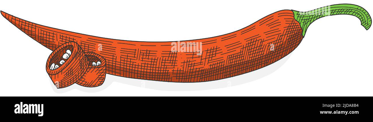 Red hot chili pepper hand drawn sketch. Red hot chili pepper ...