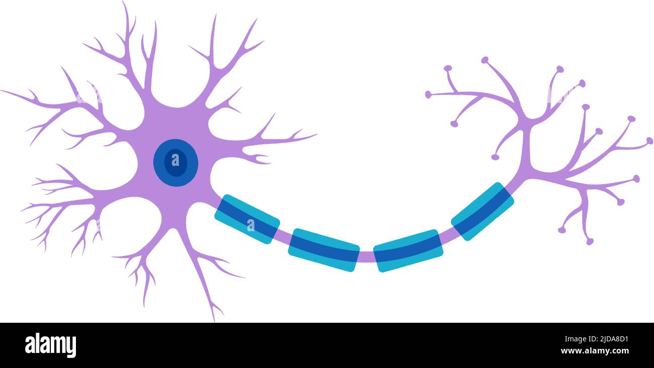 Brain neuron symbol. Human neuron cell illustration. Synapses, myelin ...