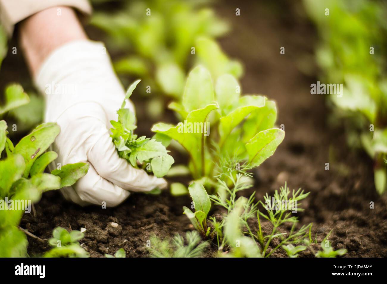 A woman's hand removes weeds. Weed and pest control in the garden ...