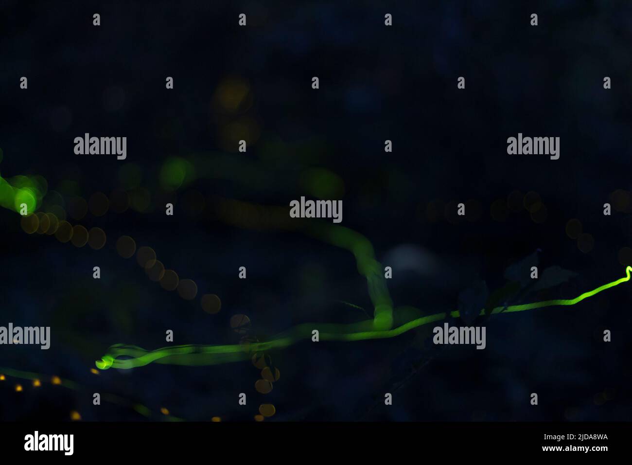 Long exposure shot of fireflies flying in the night inside bushes Stock ...