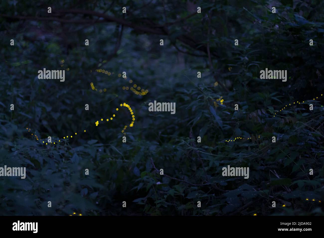 Long exposure shot of fireflies flying in the night inside bushes Stock ...