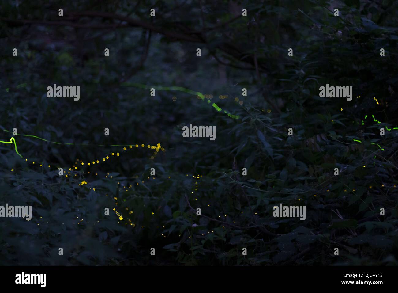 Long exposure shot of fireflies flying in the night inside bushes Stock ...