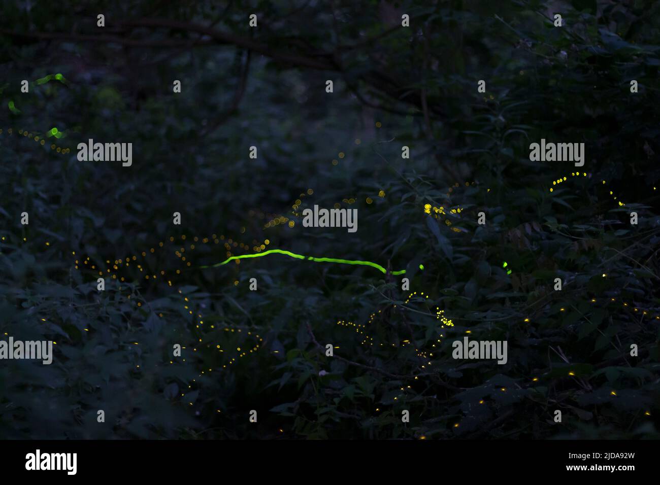 Long exposure shot of fireflies flying in the night inside bushes Stock ...