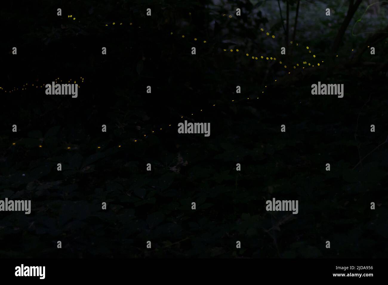 Long exposure shot of fireflies flying in the night inside bushes Stock ...