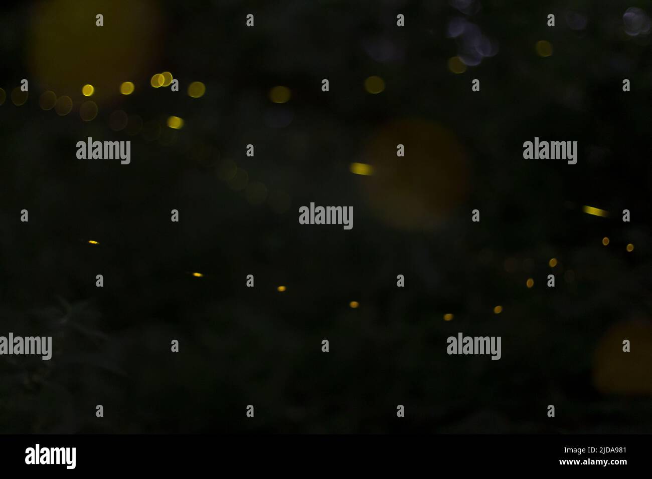Long exposure shot of fireflies flying in the night inside bushes Stock ...
