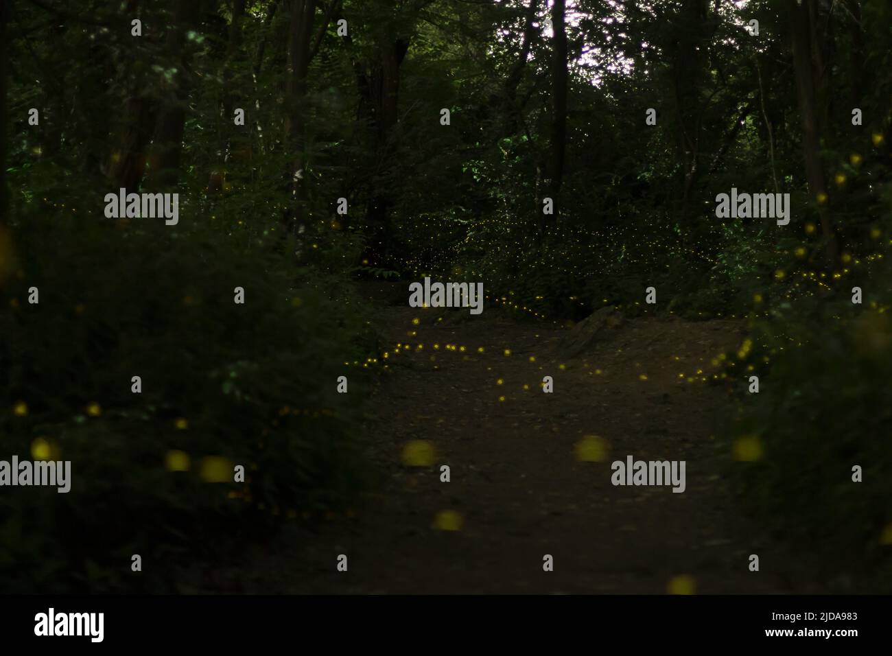 Long exposure shot of fireflies flying in the night inside bushes Stock ...