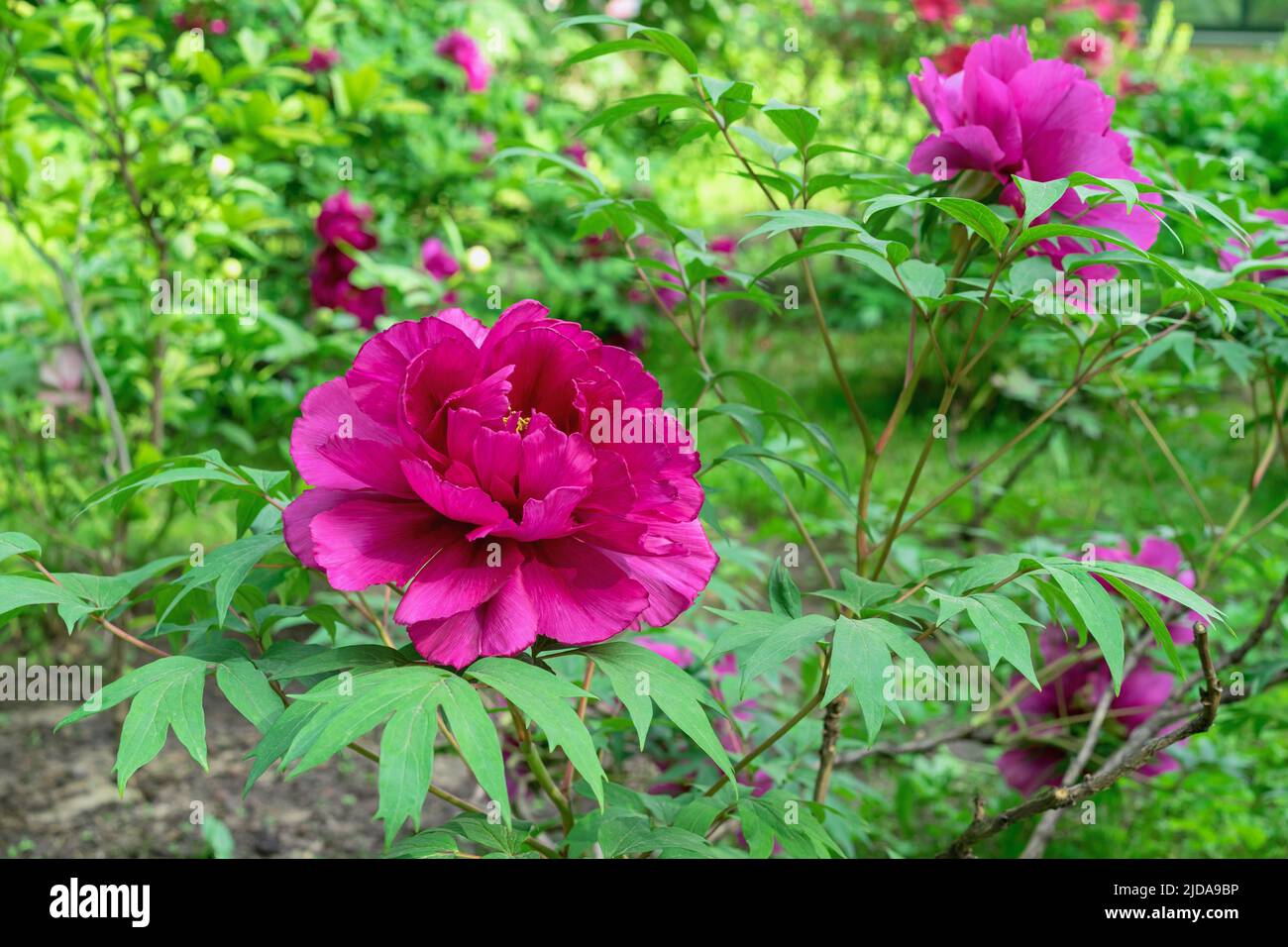 Purple Japanese peony blooms in the summer garden. Fragrant red peony ...