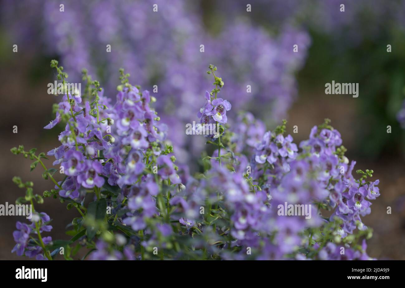 Flowering Angelonia plants in a flowerbed, natural macro floral ...