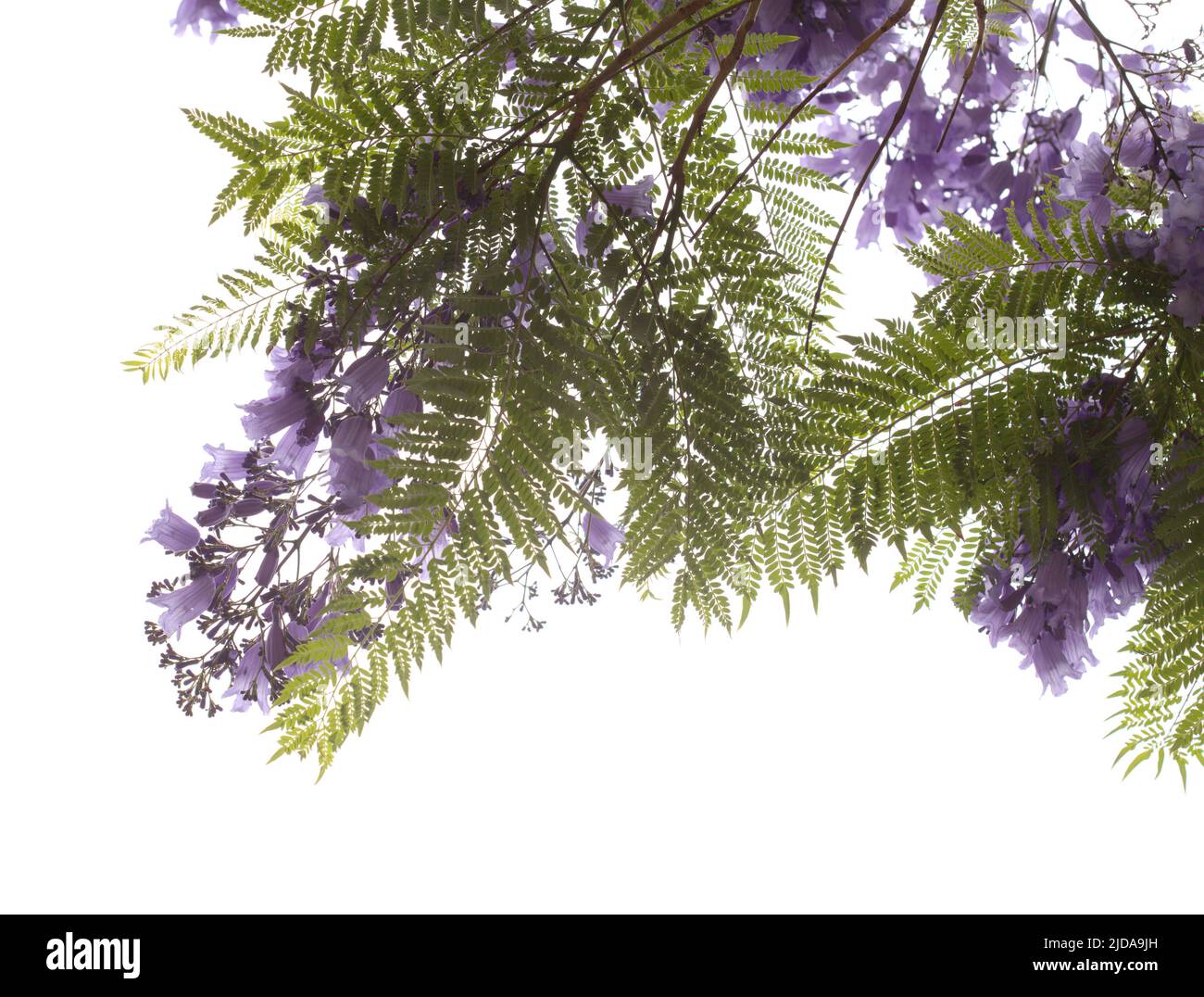 Flowers of blue jacaranda, Jacaranda mimosifolia, isolated on white ...