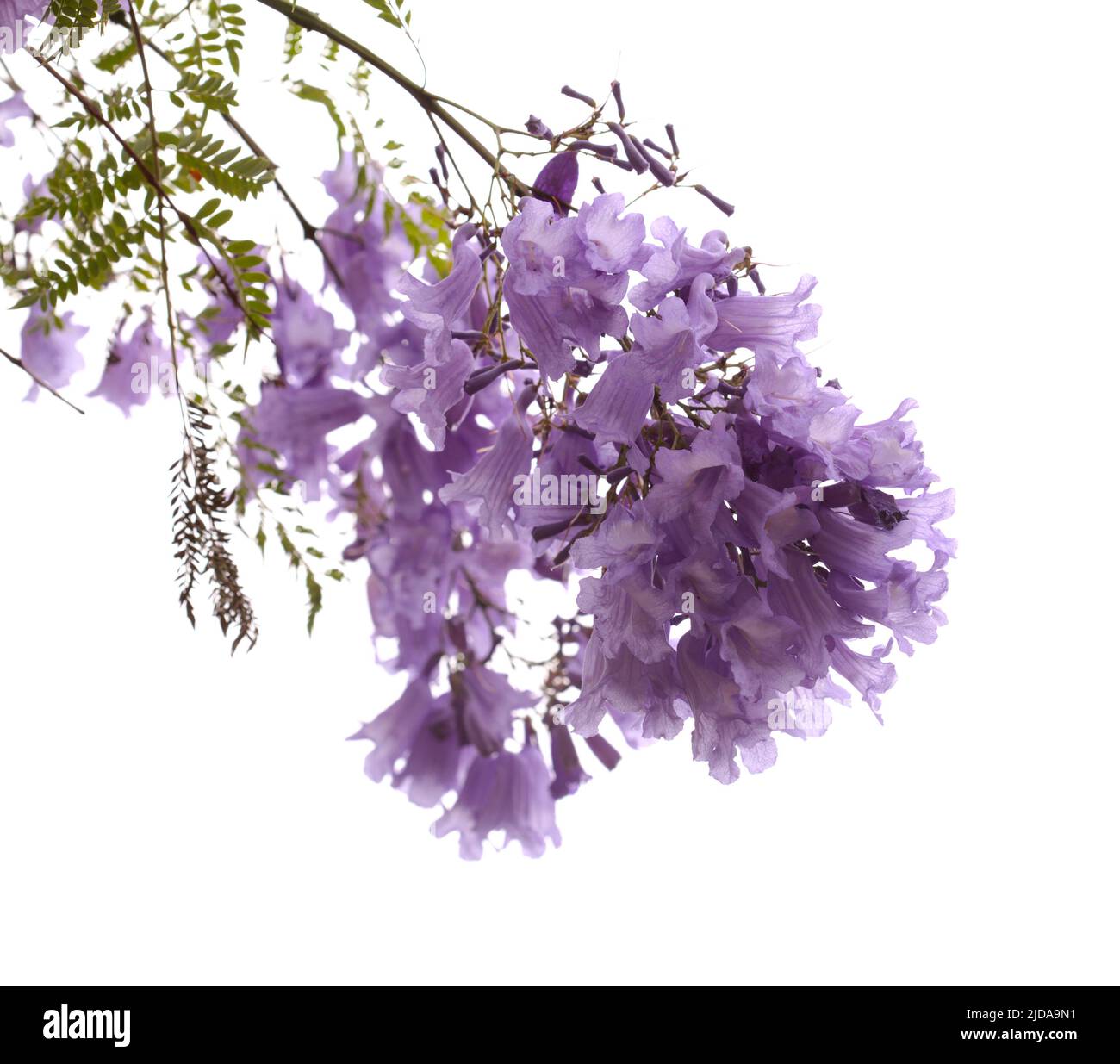 Flowers of blue jacaranda, Jacaranda mimosifolia, isolated on white ...