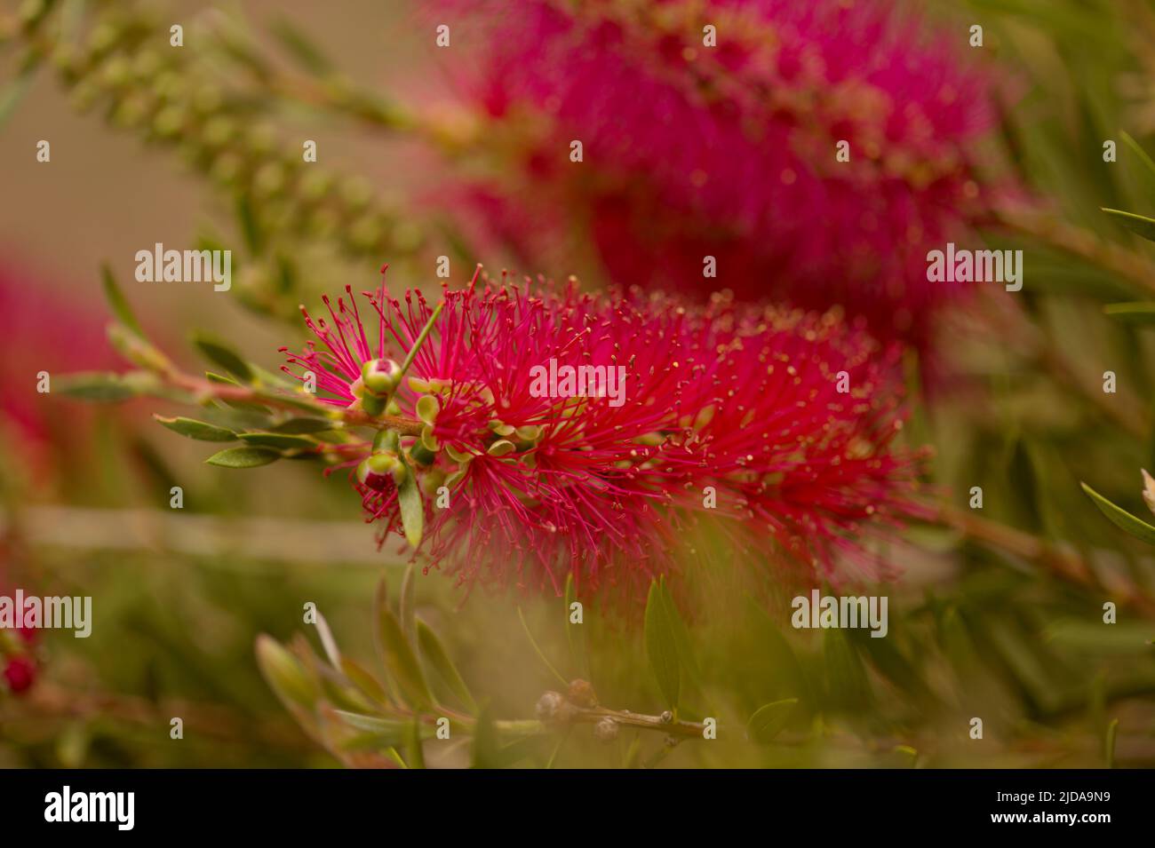Red inflorescences of of Melaleuca citrina, the common red bottlebrush ...