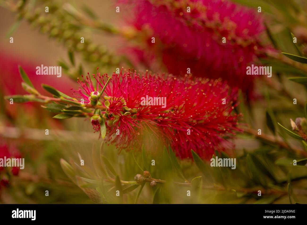 Red inflorescences of of Melaleuca citrina, the common red bottlebrush ...