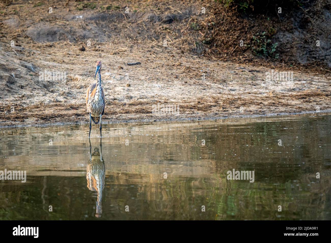 Goliath heron standing in the water in the Kruger National Park, South ...