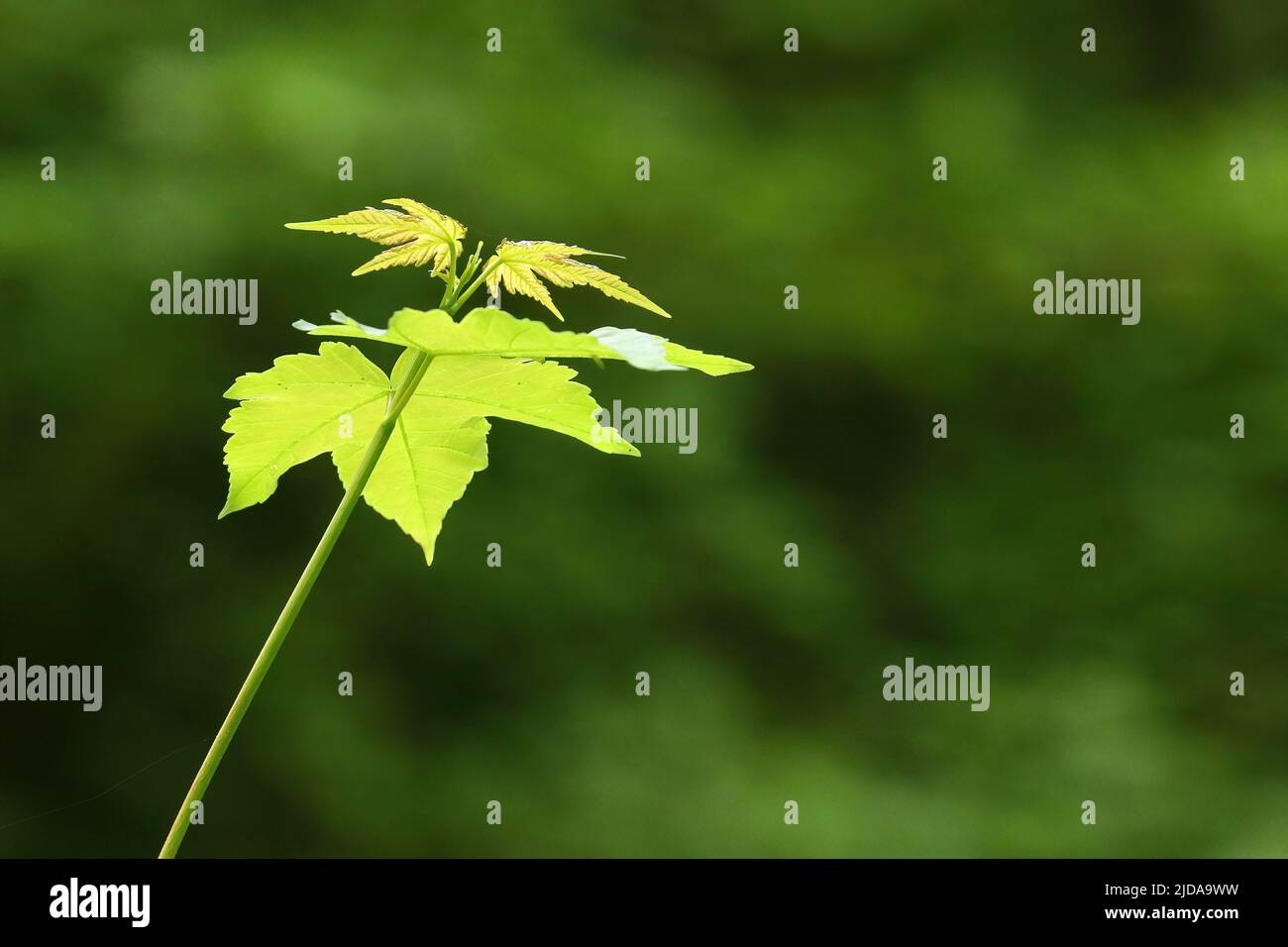 Growing maple leaves hi-res stock photography and images - Alamy