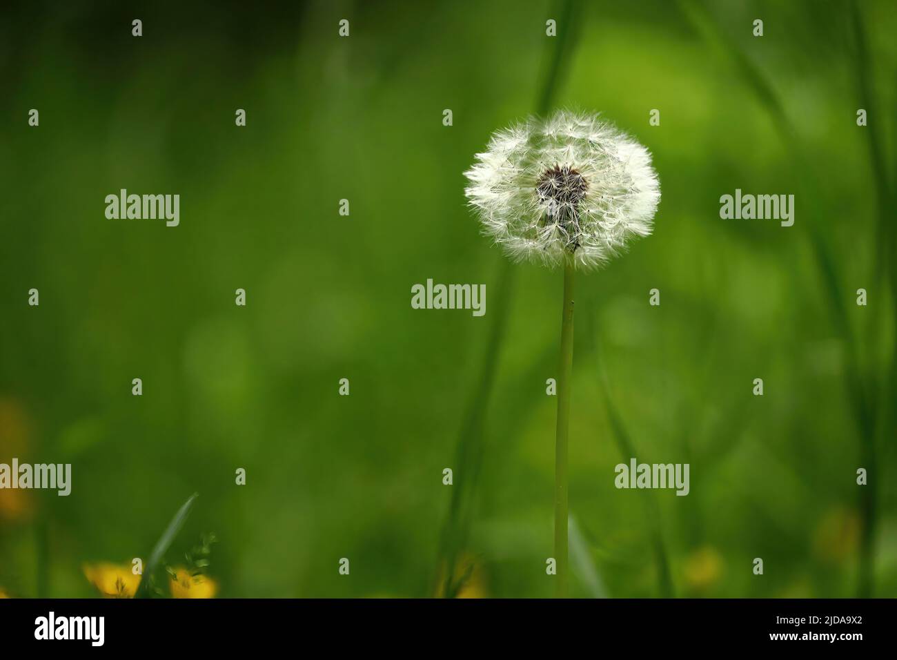Close up seeds blowball hi-res stock photography and images - Alamy
