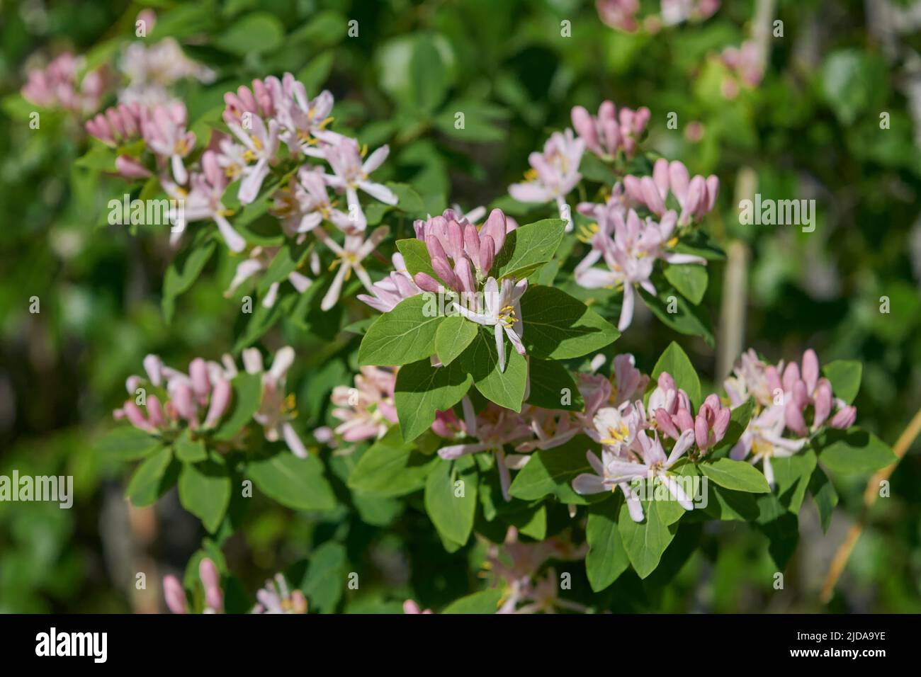 Frangula alnus flowering hi-res stock photography and images - Alamy