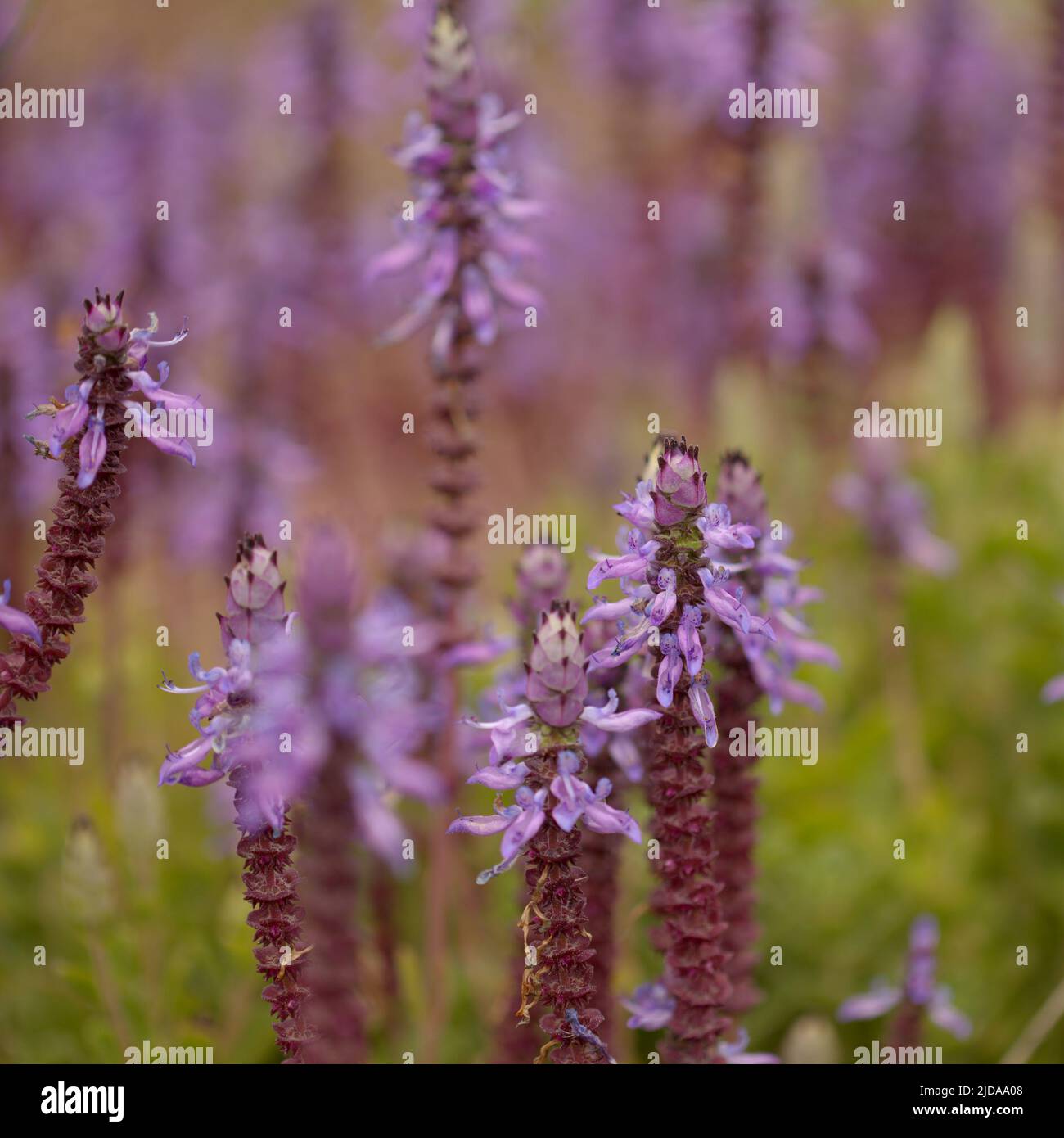 Coleus Canina Scaredy Cat