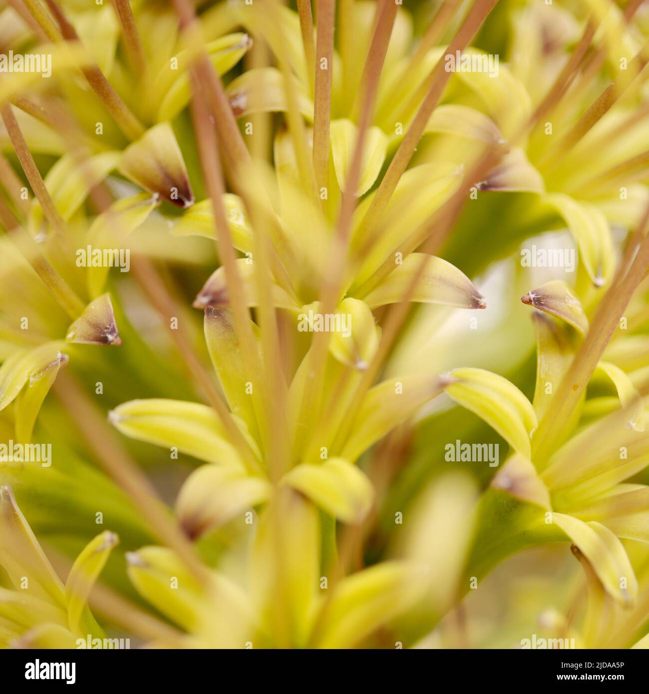 Closeup of green flowers of Agave attenuata, Foxtail agave, natural ...
