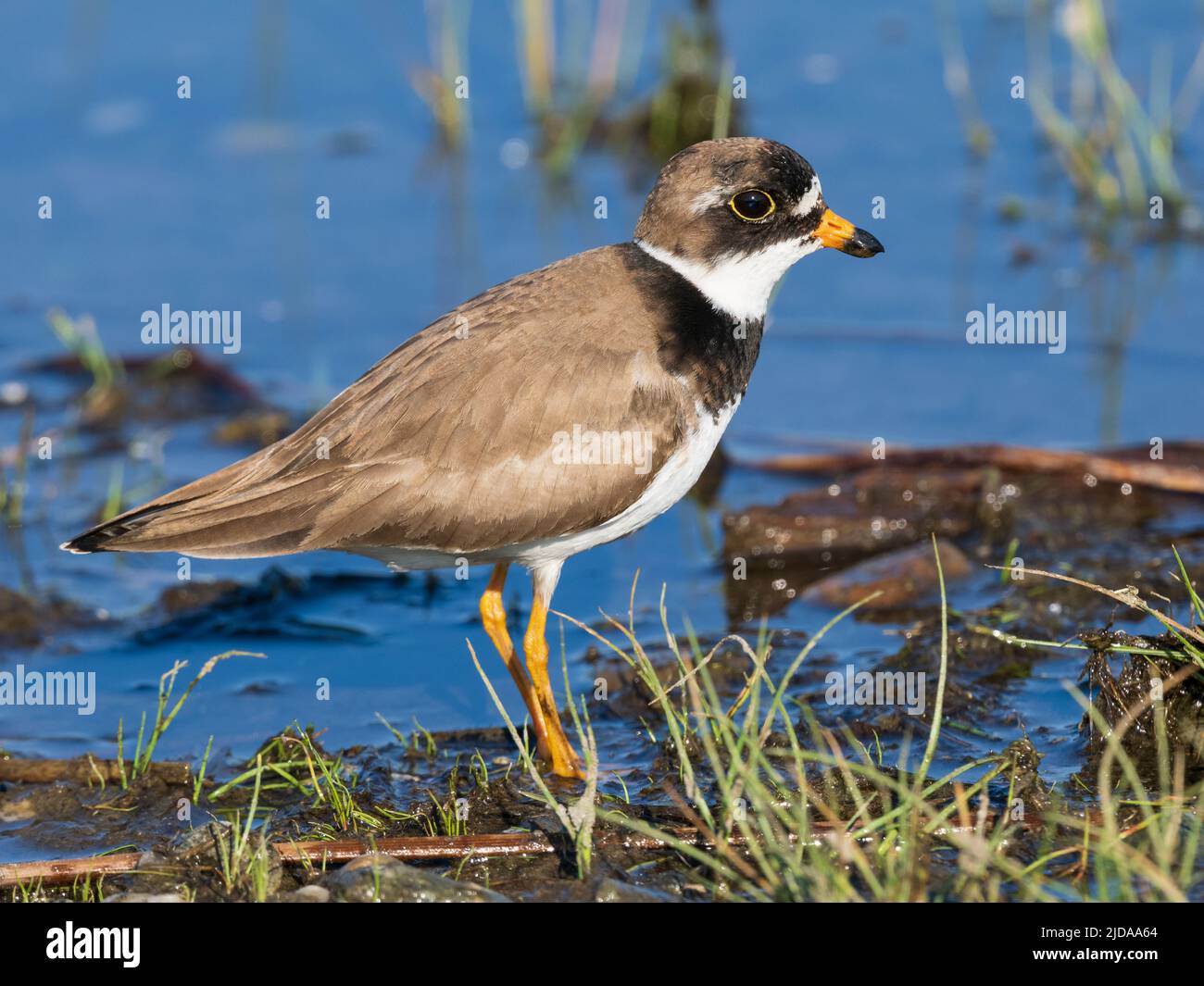 Semipalmated plover hi-res stock photography and images - Alamy