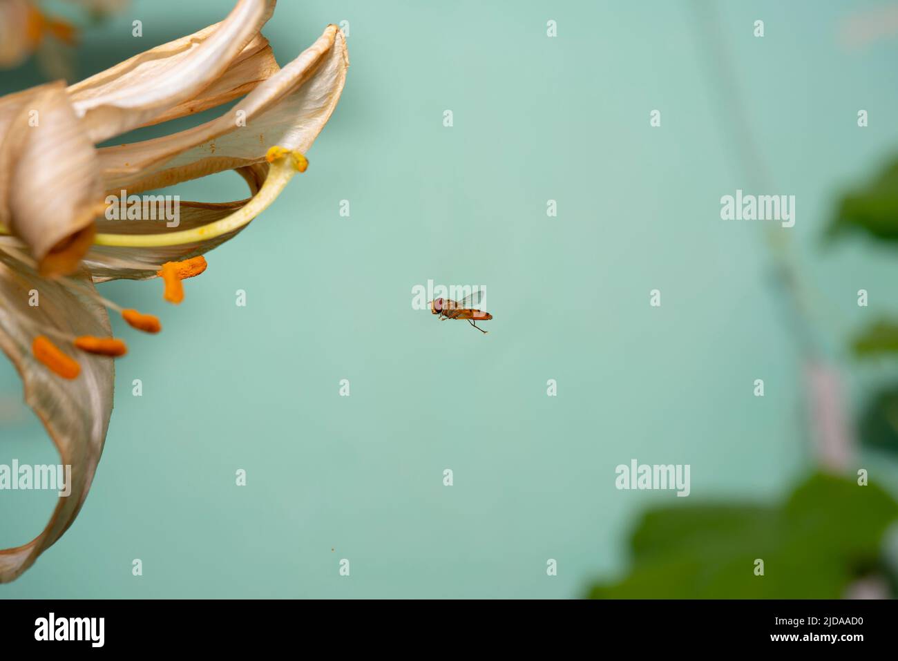 Little Bee(?) caught in flight Stock Photo - Alamy