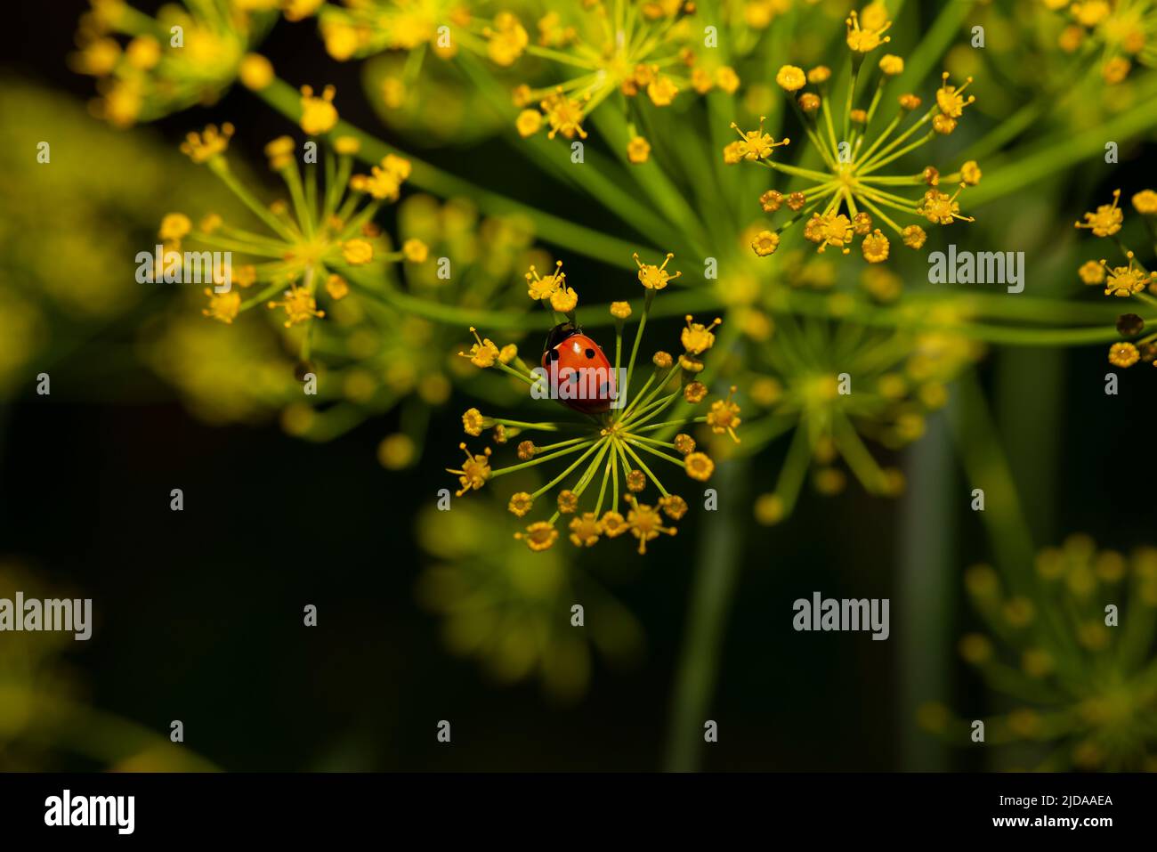 Ladybug on a person hi-res stock photography and images - Alamy