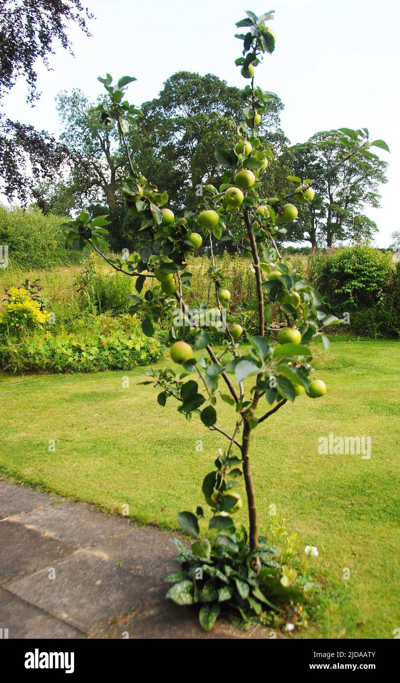 Apple tree seedling hi-res stock photography and images - Alamy