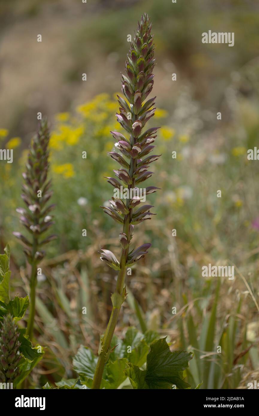 Flora of Gran Canaria - Acanthus mollis, bear's breeches plant ...