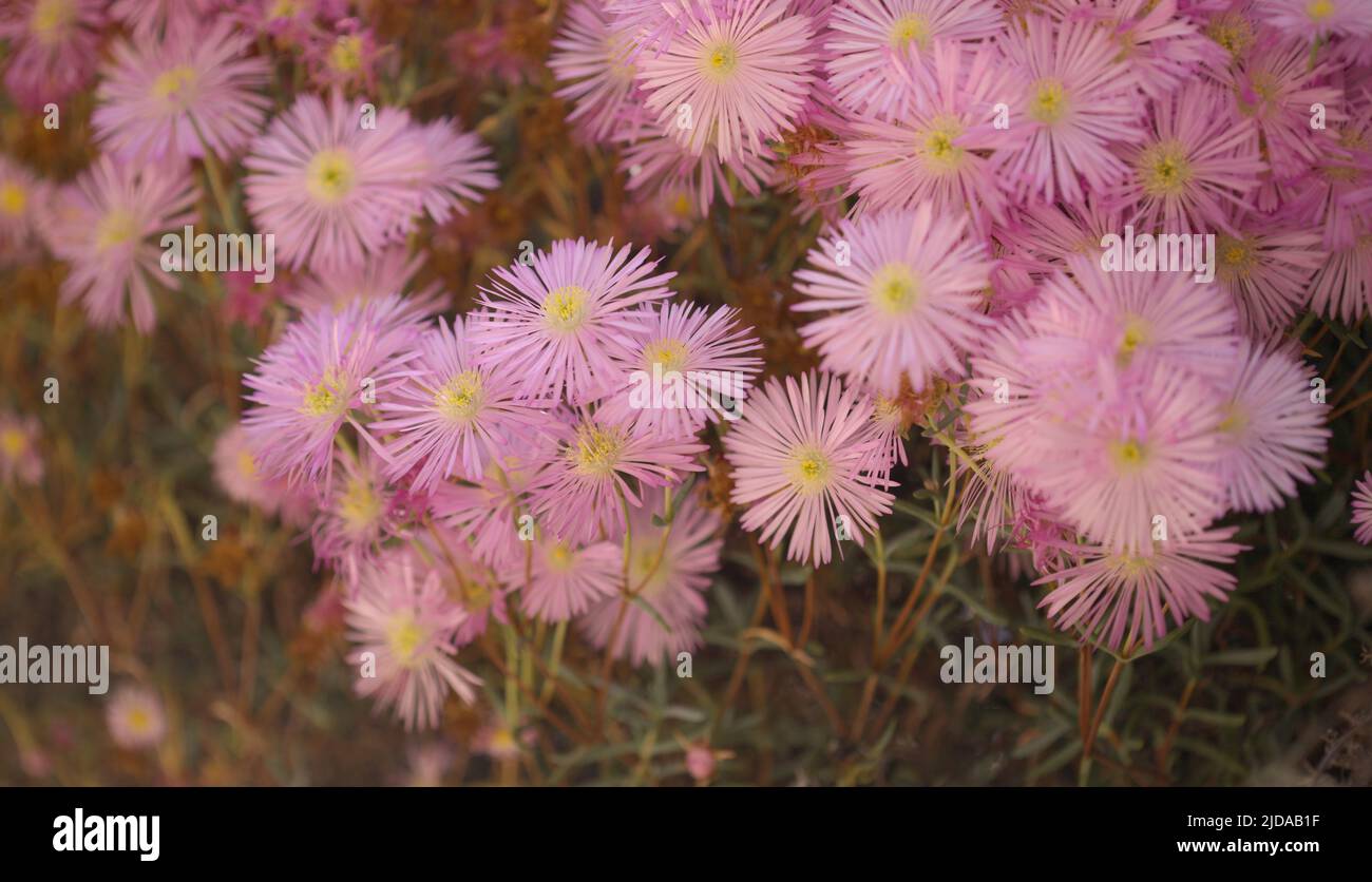Flowering pink Delosperma cooperi, trailing Iceplant, natural macro ...