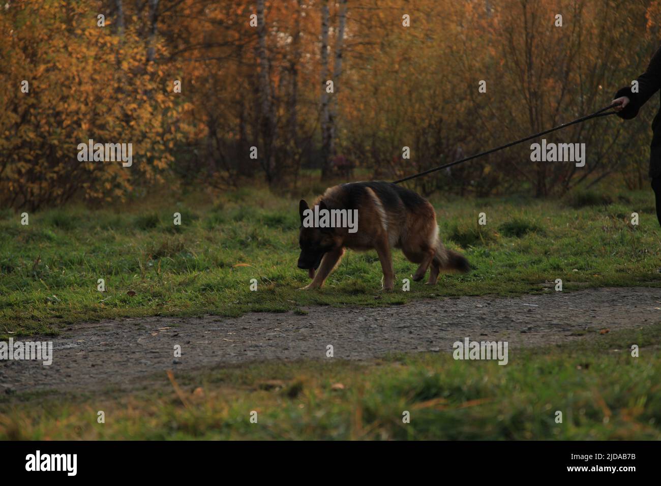 German shepard in forest hi-res stock photography and images - Alamy